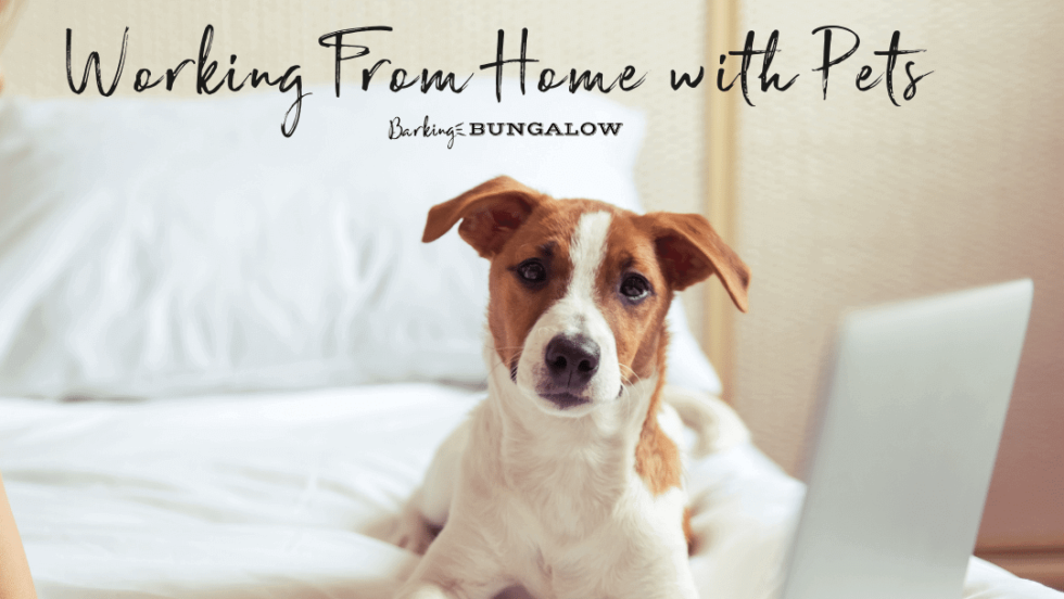 Working from Home with Pets - Barking Bungalow
