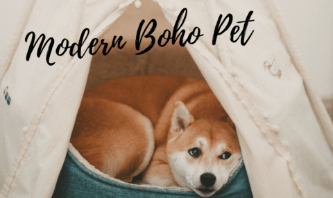 Modern Farmhouse Design with Pets- Simple and Gorgeous Pet-Friendly Decor
