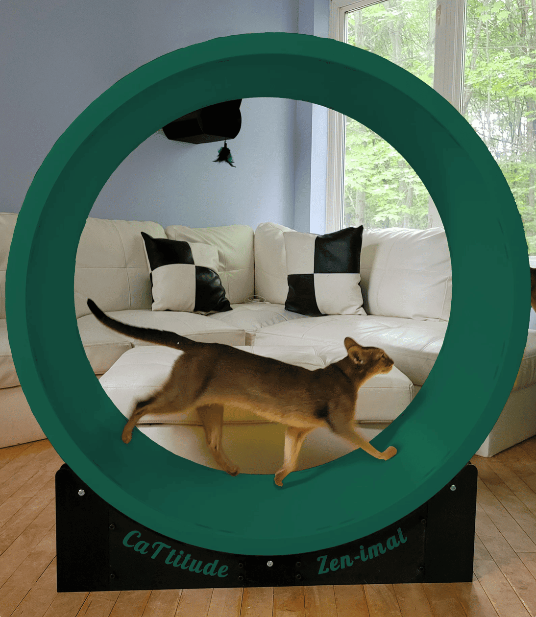 6 Awesome Cat Exercise Wheels That Will Blow Your Mind!